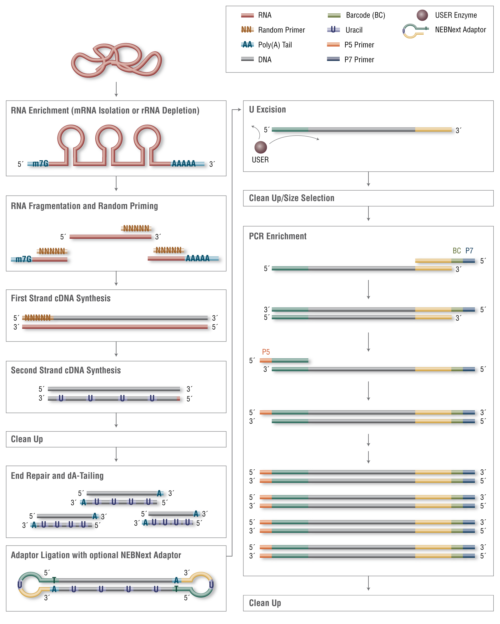 Library Preparation for Illumina | NEB